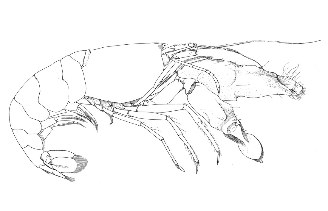 Wetenschappelijke tekening pistoolgarnaal | Natuurwijzer Wetenschappelijke tekening pistoolgarnaal | Natuurwijzer